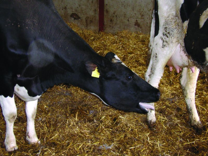Infectious Bovine Rhinotracheitis (IBR) - Bukoola Vet