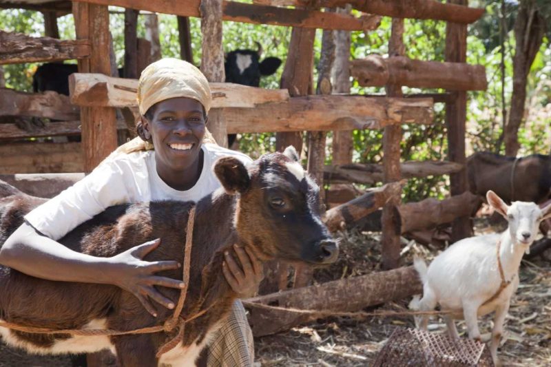 Mastitis – Bukoola Vet