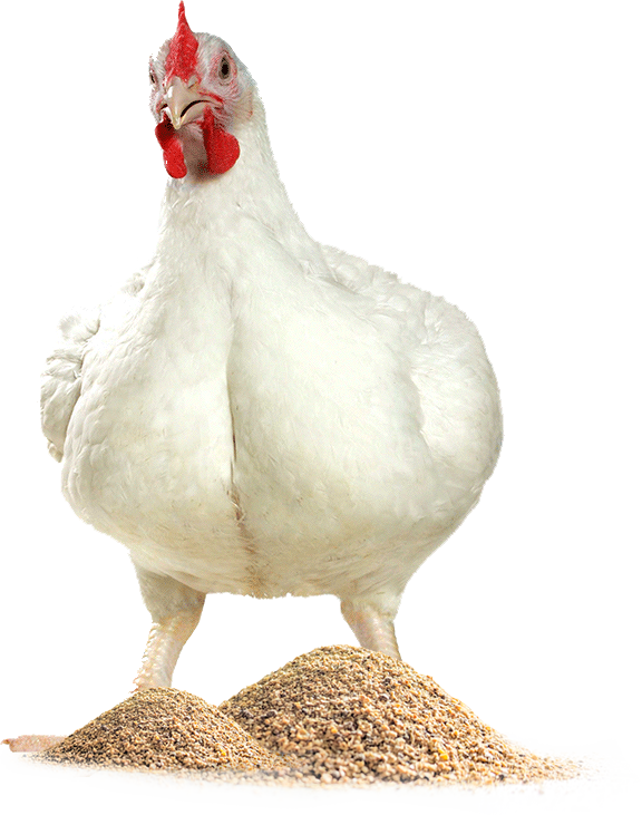 Wellfed Broiler Concentrate - Bukoola Vet